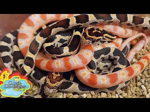 Producing Beautiful Baby Cornsnakes. - YouTube