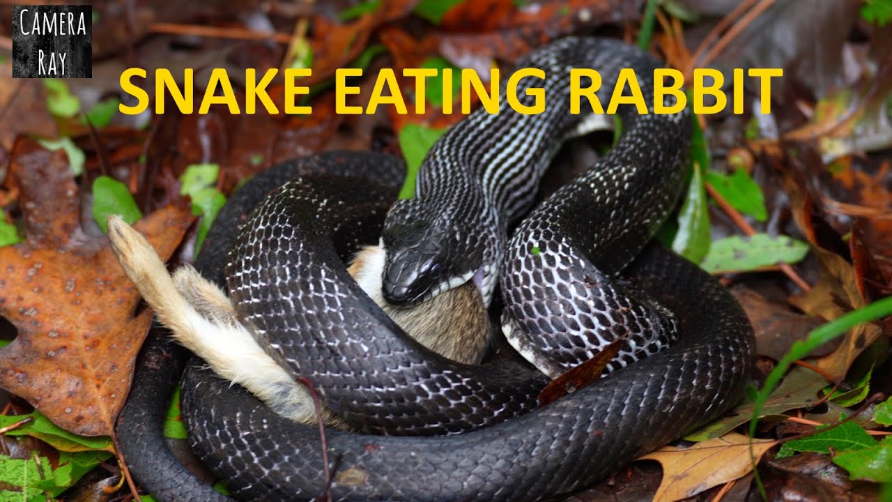 Black Snake Eating Small Rabbit In South Carolina - YouTube