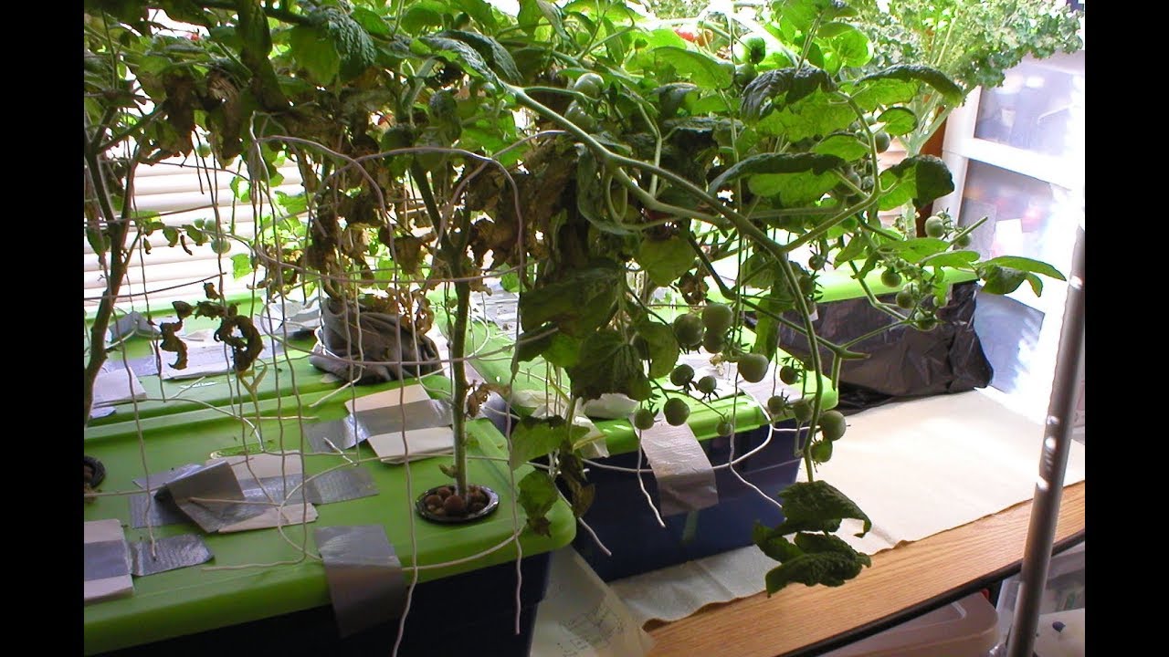 Effects of Improper Lighting (Indoor Hydroponics) - YouTube