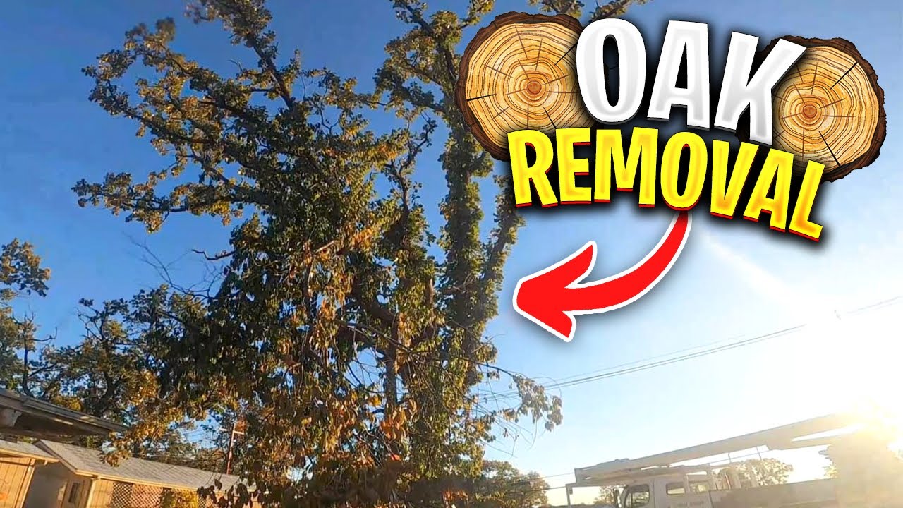 Taking down a tree hanging over a house - YouTube