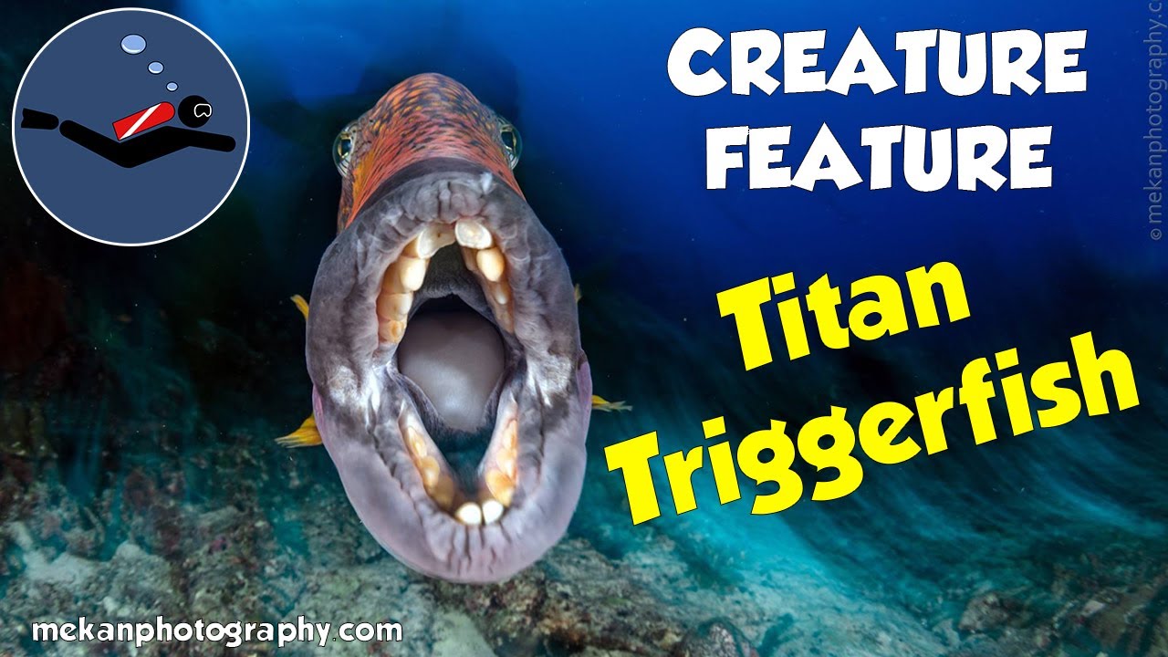 Titan Triggerfish | Divers BEWARE! 😱 - YouTube