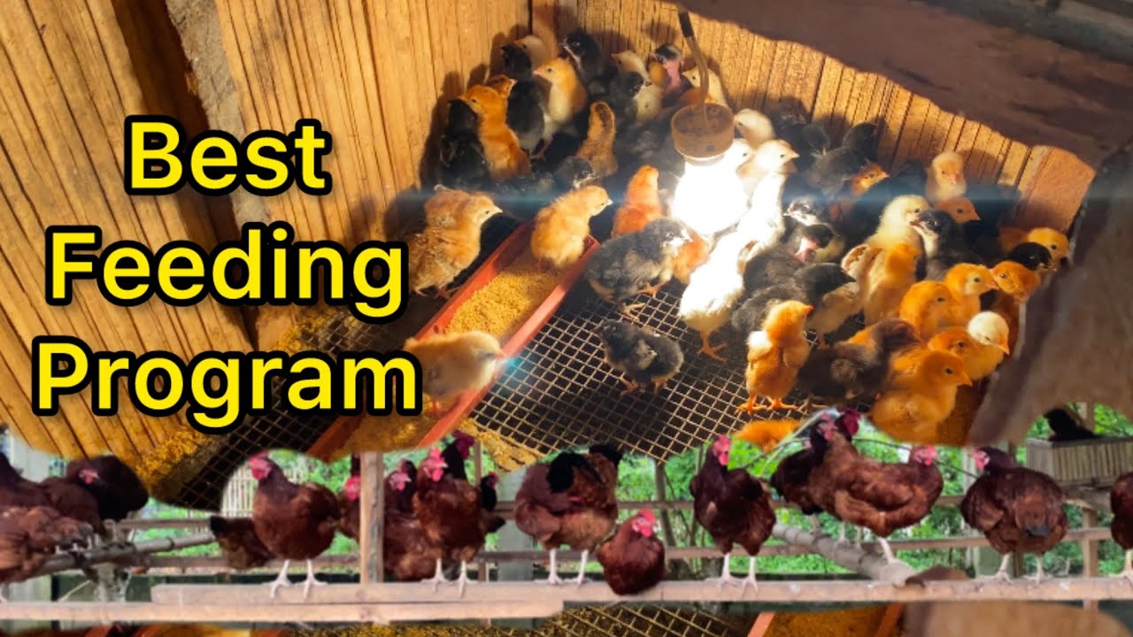 BEST FEEDING PROGRAM FOR CHICKENS! - YouTube