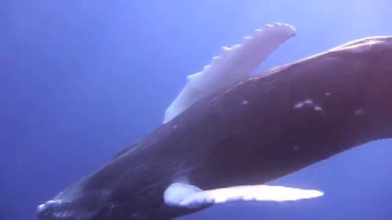 Whale Baby PSA - Up Close / Hug (HD) - YouTube