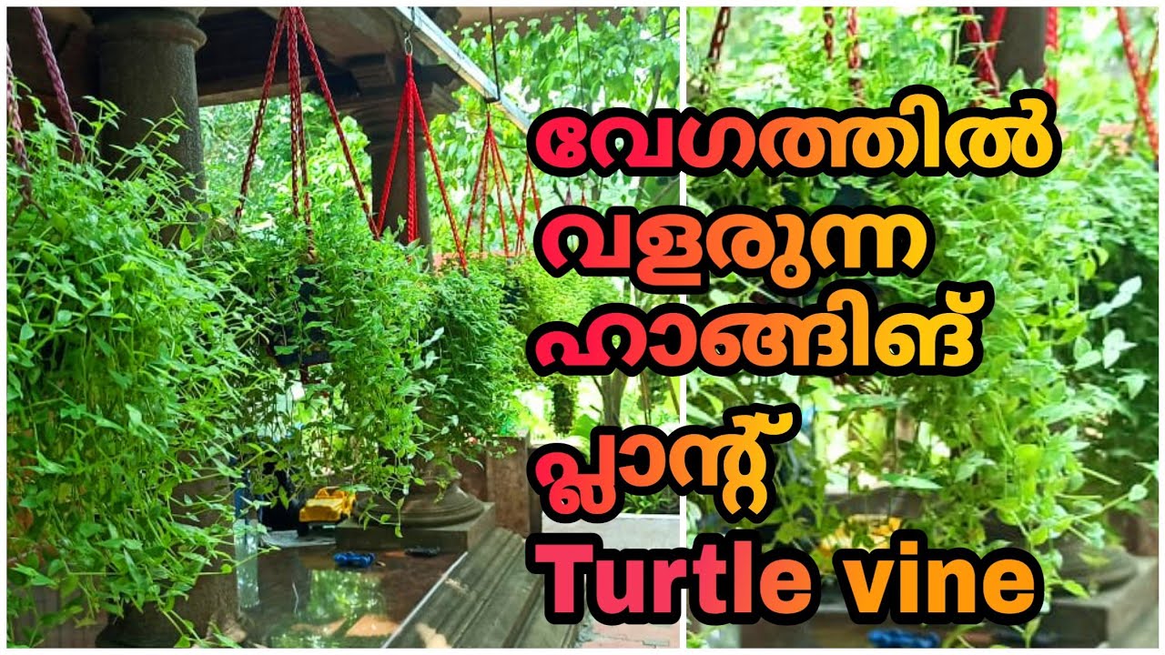 Turtle Vine / Ever Green Turtle Vine Care And Propogation / Fast Growing Hanging Plant ...