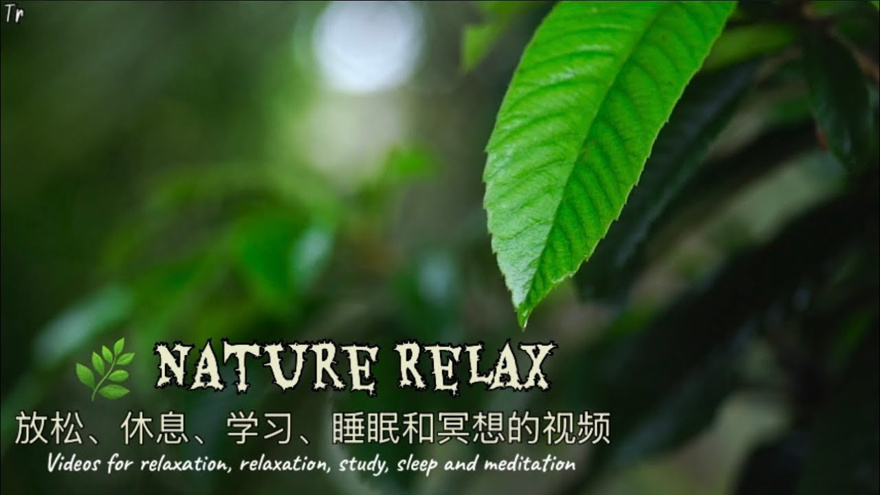 Nature Relax | Peaceful Sounds of Nature for Study, Sleep & Meditation ...