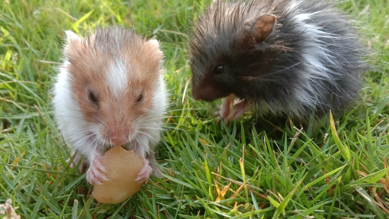 Hamster lucu sedang makan hehehe - YouTube