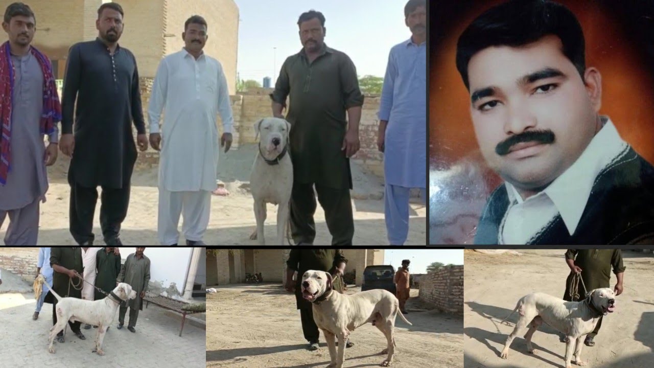 Pakistani Mastiff dogs breeds | Commando Bully Kutta #bullybreed - YouTube