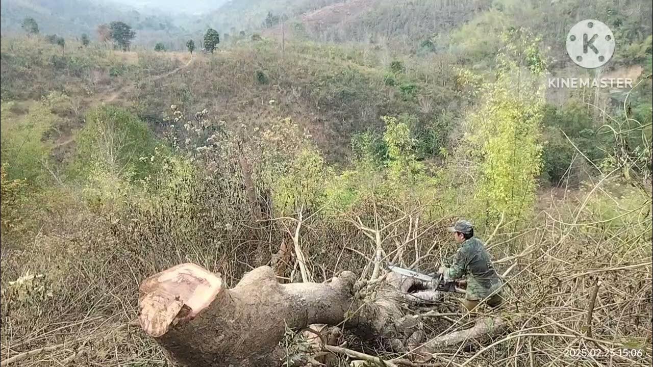 luaj teb ntov ntoo tag rau hnub no lawm os zoo siab kawg. - YouTube