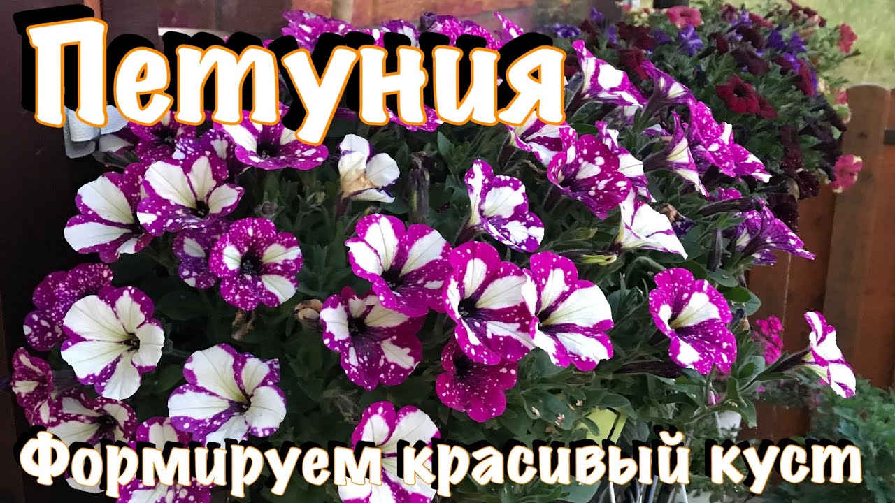 Петуния. Формируем красивый куст - YouTube