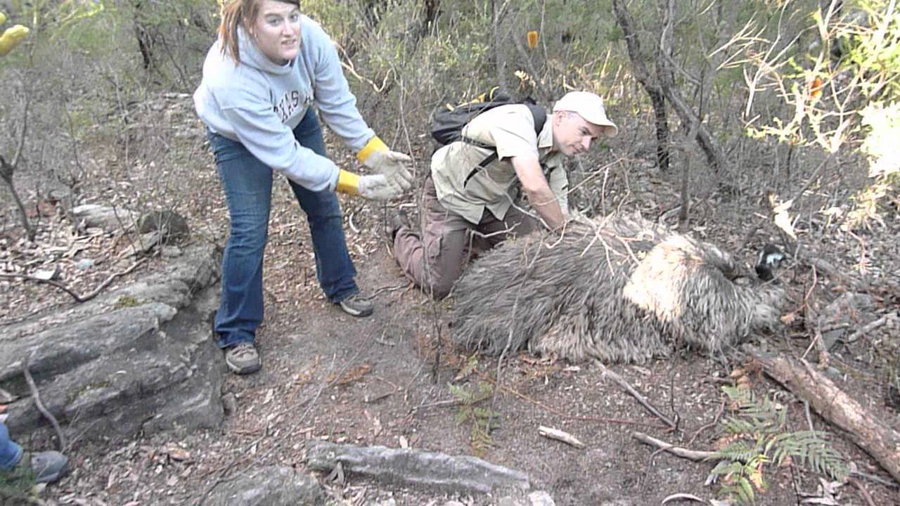 Collecting Emu Eggs - YouTube