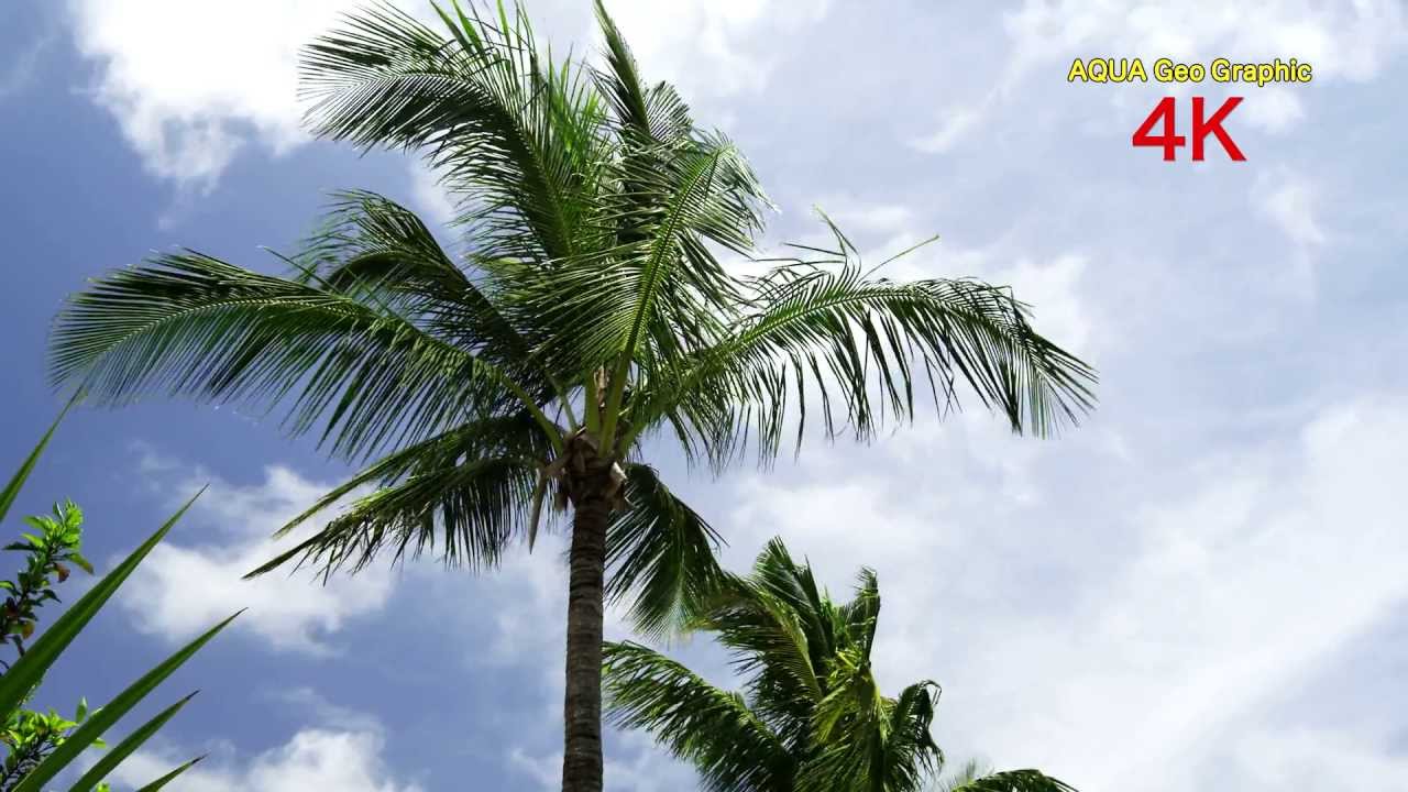 4K映像 DEMO BEACH FOOTAGE (4096×2304) SHOT ON RED ULTRA HD - YouTube