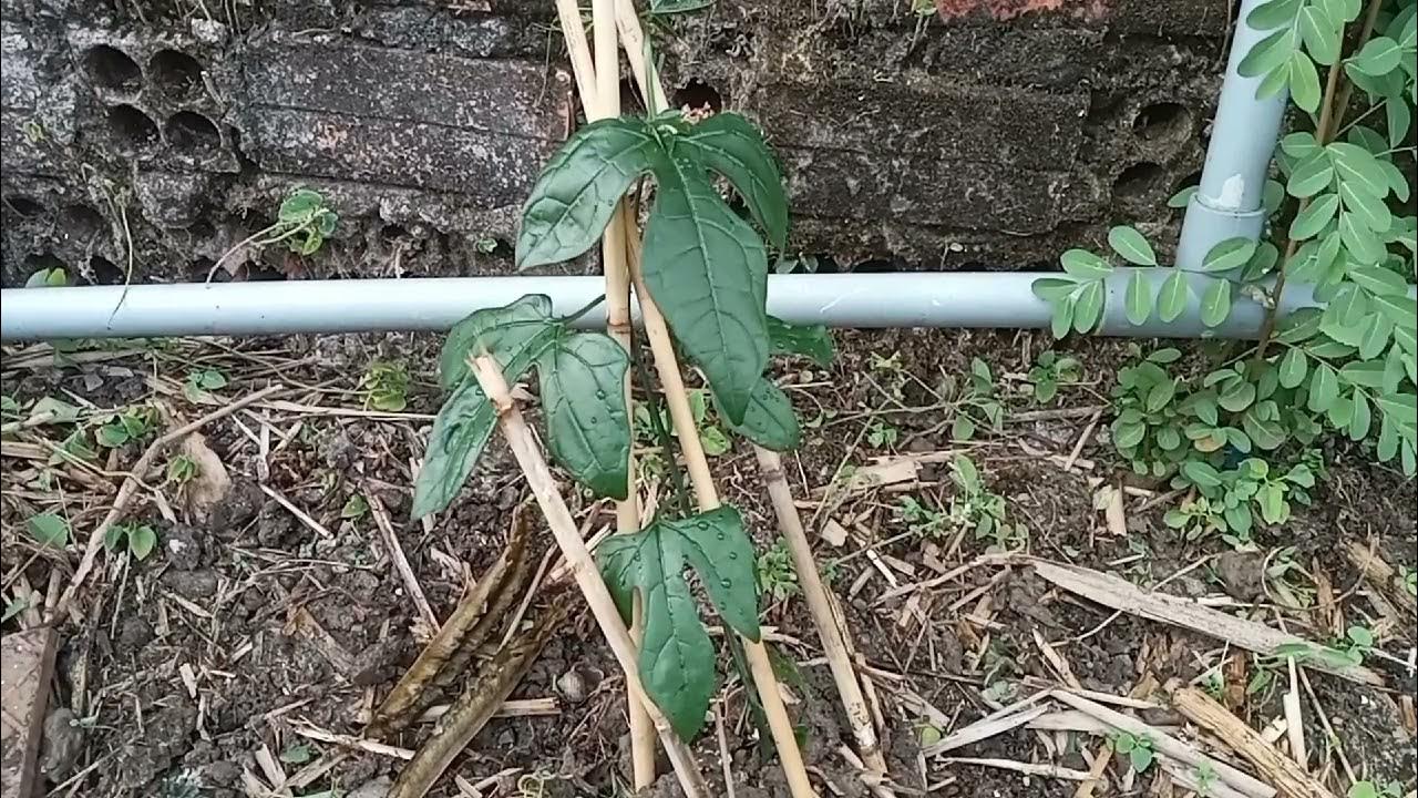 Hôm Nay Mình Vào Vườn Trồng Dây Gấc [ Sau 3 Tuần Ươm Hạt Gấc ] - YouTube