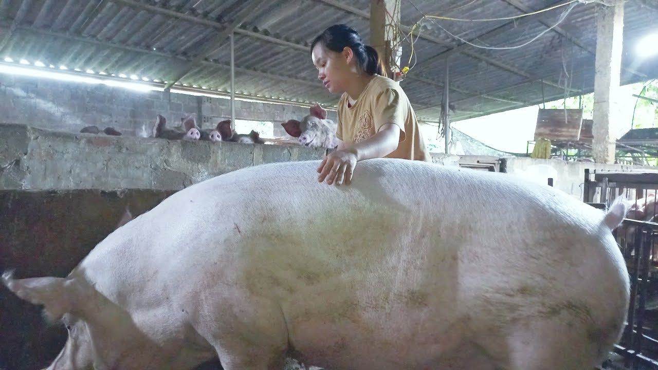 The girl feeds a herd of fat pigs. She works in the fields and picks ...