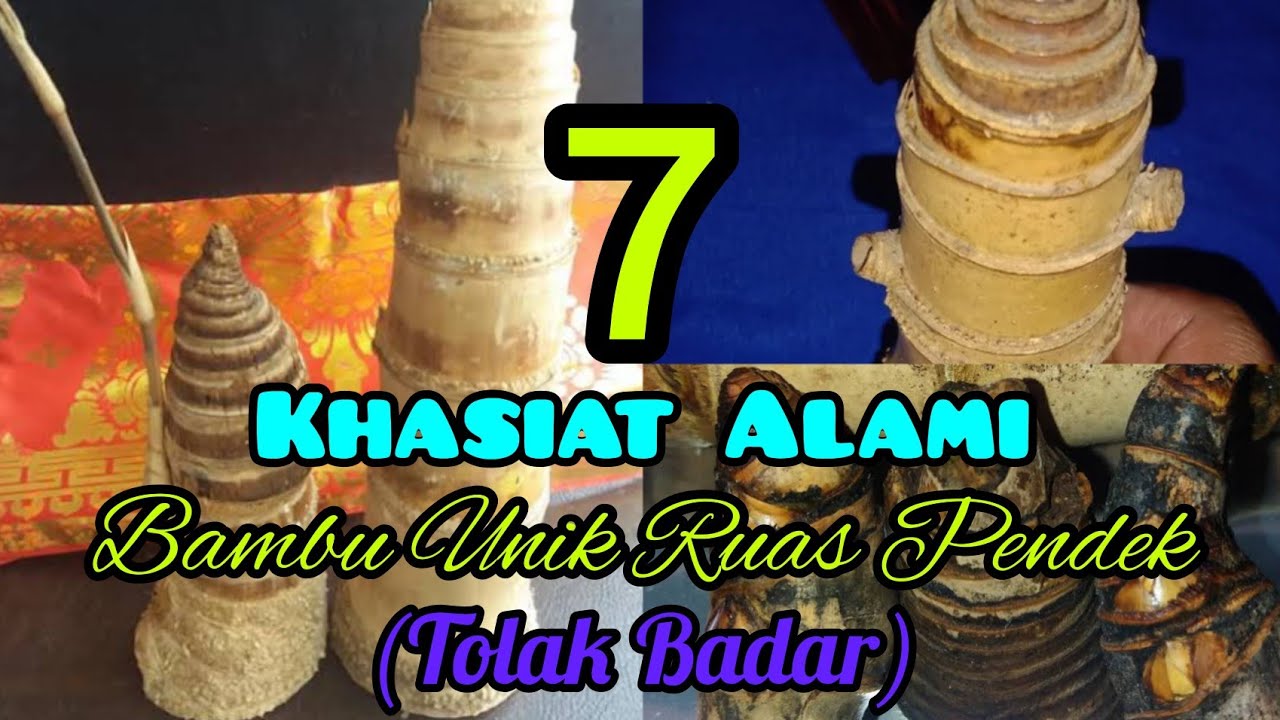 7 khasiat bambu unik ruas pendek _ bambu tulak badar - YouTube