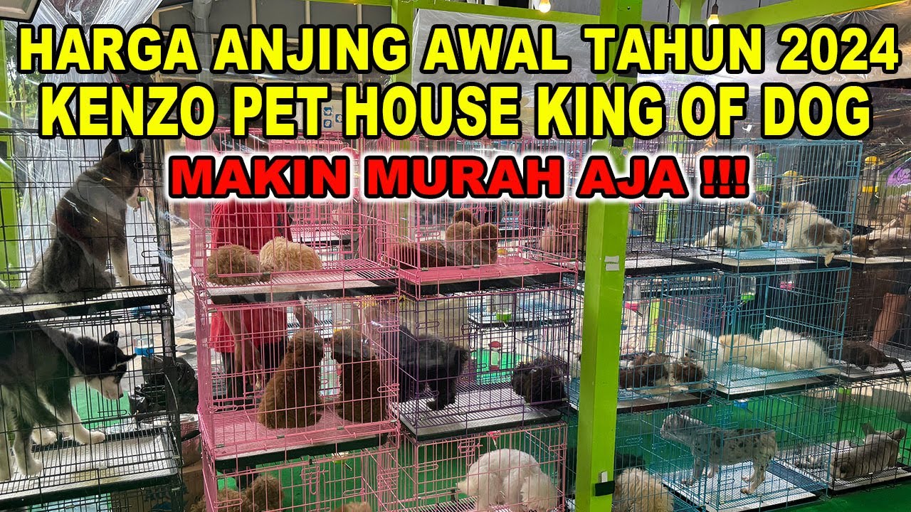 Makin Murah Aja !!! Ini Harga & Stok Anjing Ras Di Kenzo Pet House King ...