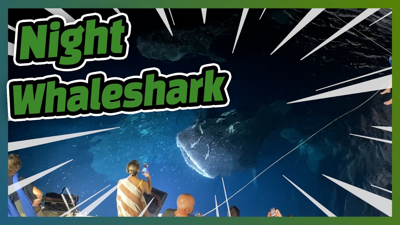 Amazing encounter with the whale shark during night time - YouTube