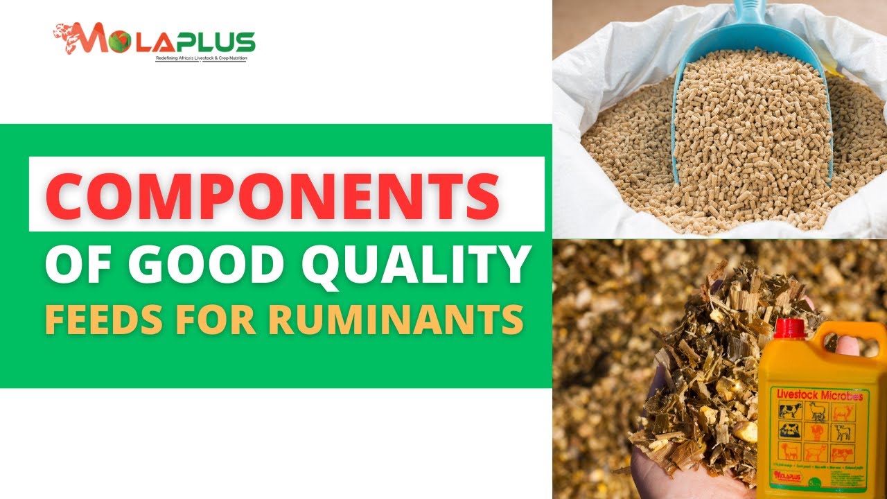 What Are The Components of Good Quality Feeds For Ruminants? - YouTube