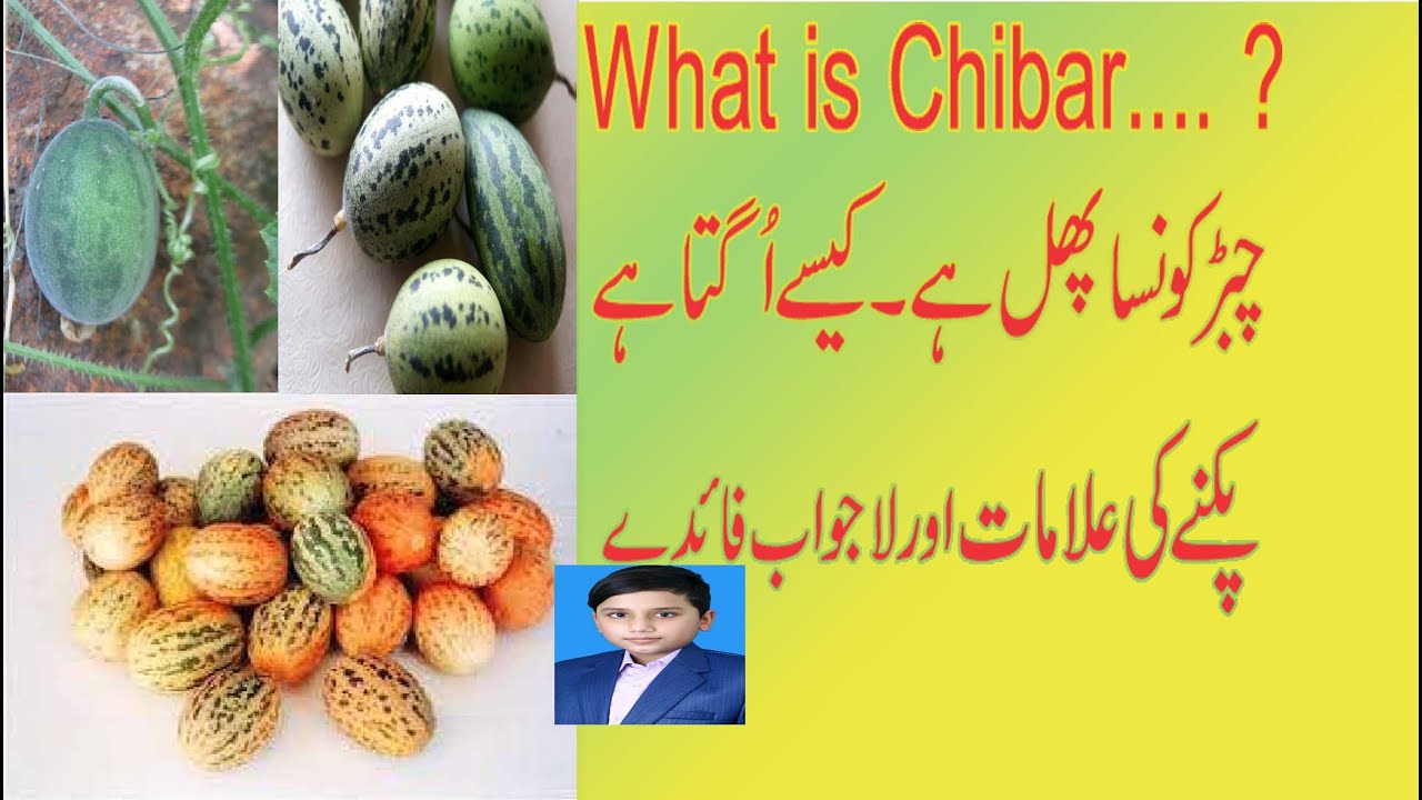 chibar/Wild Melon/citrullus lanatus/wild melon benefits/wild melon ...
