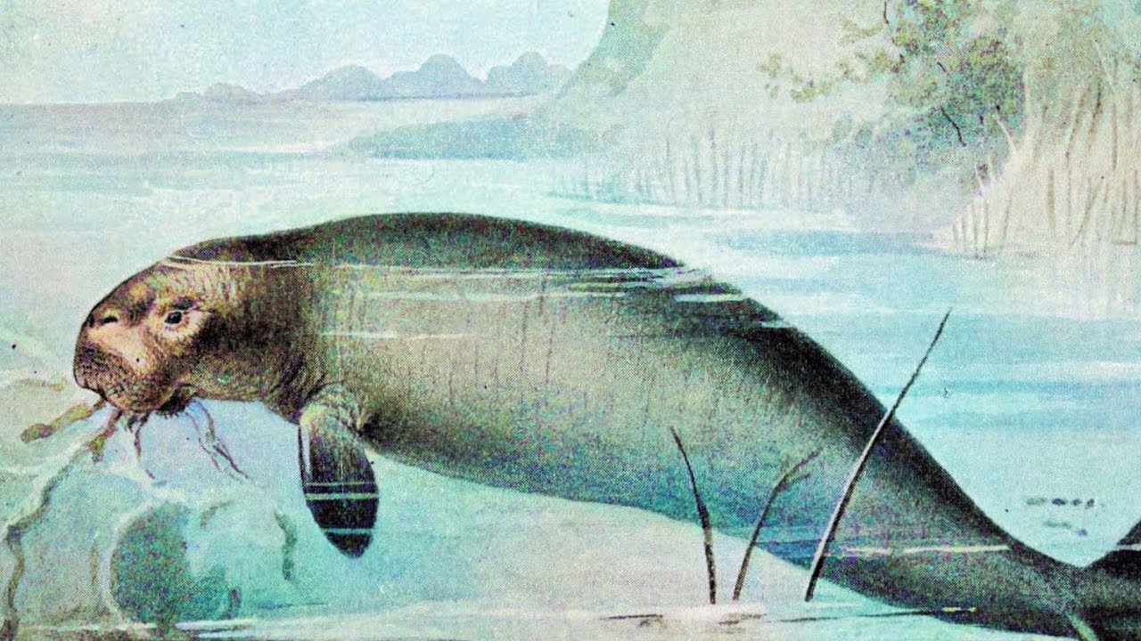 Steller's Sea Cow Sound Effects - YouTube