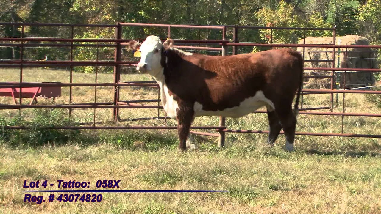 Falling Timber Bred Heifer Sale Lot 4 - YouTube