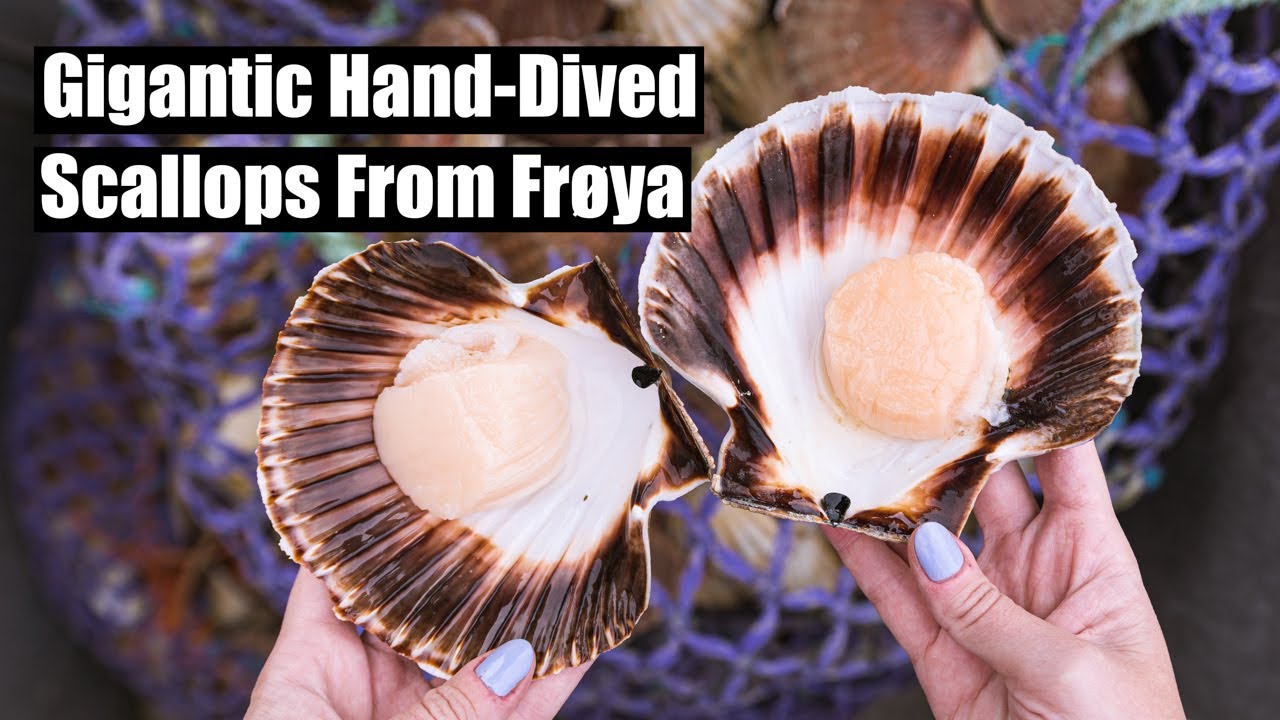 Nordic Signature Ingredients (Norway) – Gigantic Hand-Dived Scallops ...