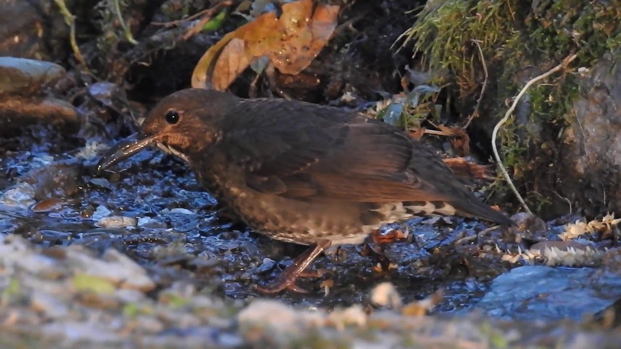 Long billed thrush - YouTube