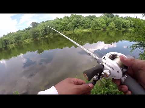 Fishing the Ponds In Memphis TN Wacky Rig Senkos - YouTube