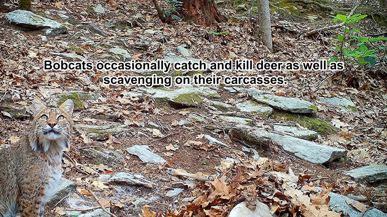 Wildlife Close-up: Scavengers of the Appalachian forest. - YouTube