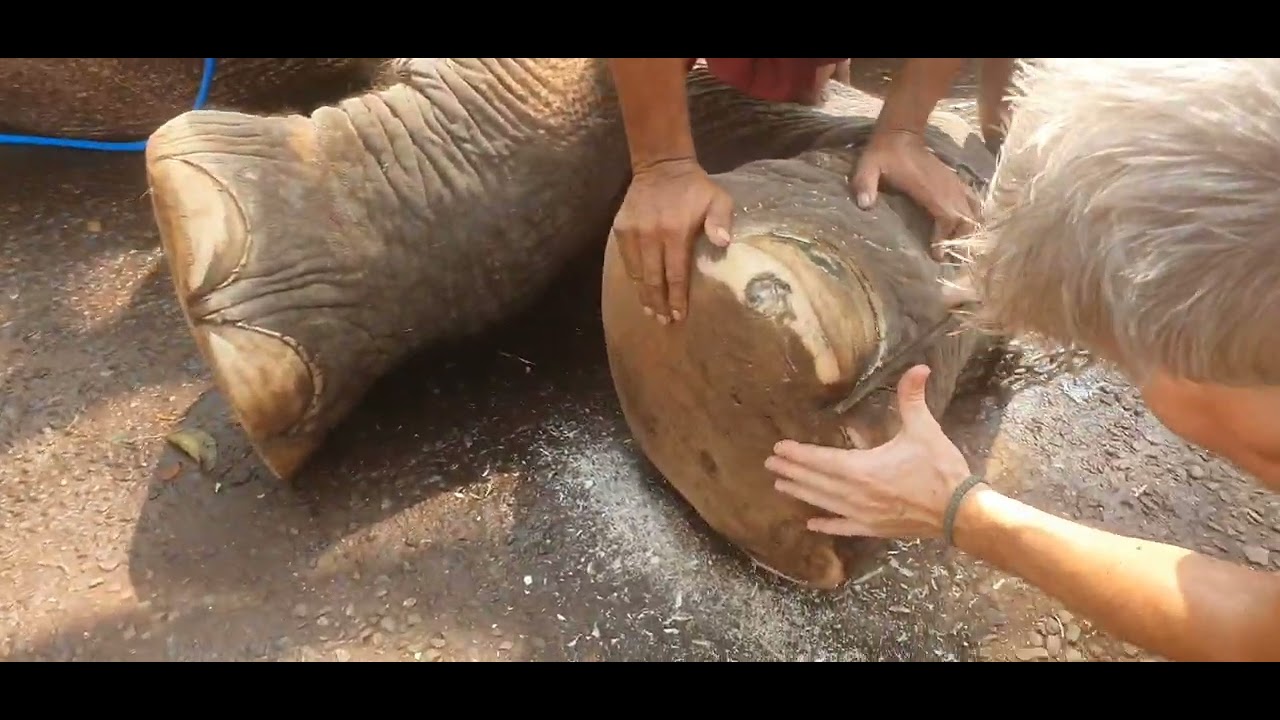 instructional video. Elephant nail abscess trim. - YouTube