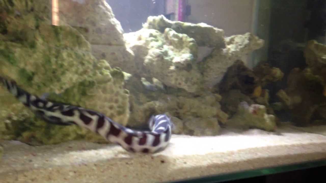 Engineer goby / Pholidichthys leucotaenia - YouTube