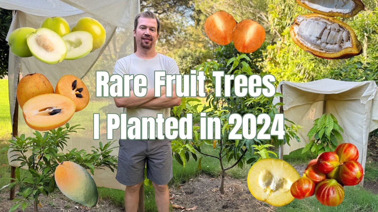 Rare Tropical Fruit Trees