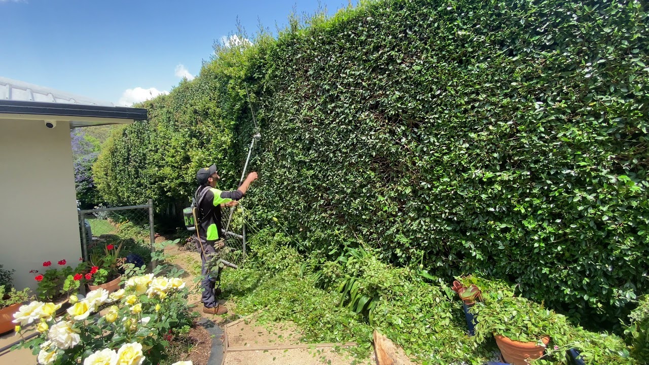 Ego multi tool hedge trimmer, SATISFYING on 4.5metre tall hedges ...