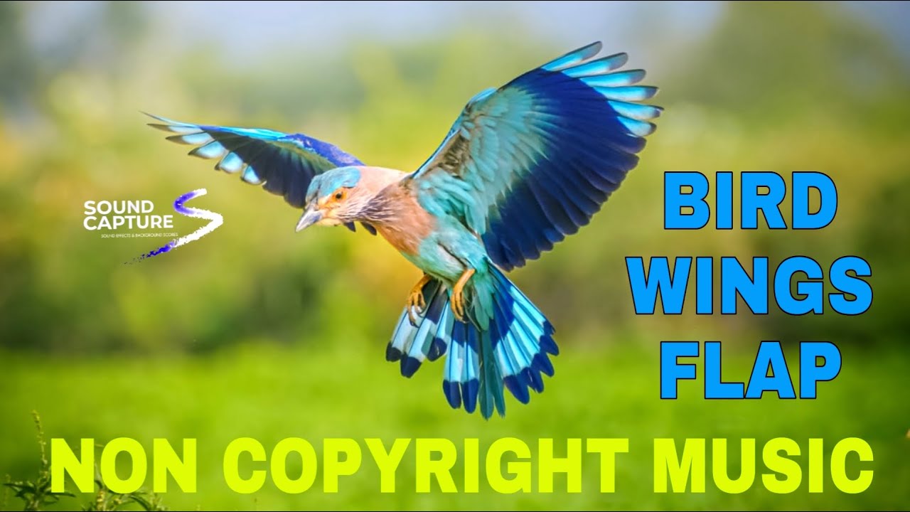 BIRD WINGS FLAP SOUND NO COPYRIGHT MUSICS SOUND EFFECTS SOUND bird-wings-flap-sound-no-copyright-musics-sound-effects-sound