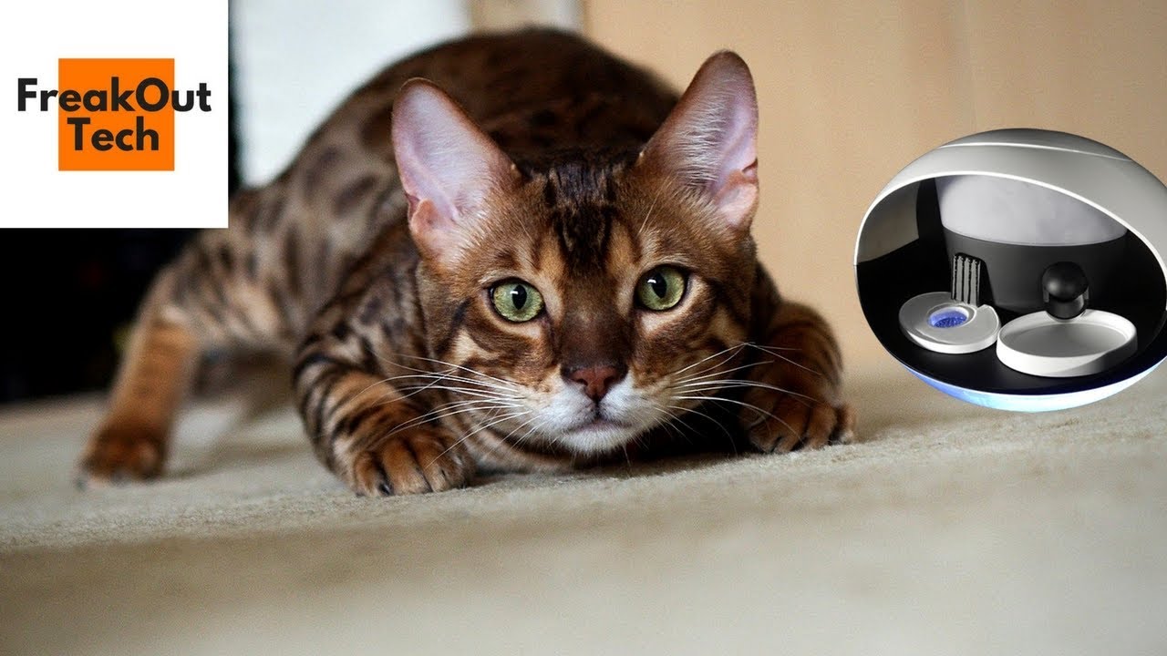 5 Incredible Inventions For Your Cat #4 - YouTube