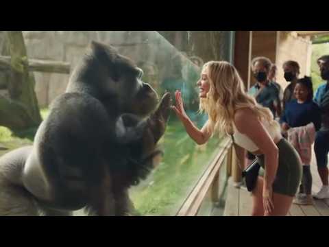 The Most Expressive Silverback Gorilla Moments at the Zoo #viralvideo #funny #gorillas #fypシ゚viral