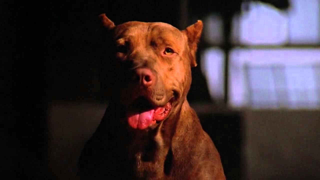 Flashdance / Maniac (1983) - YouTube