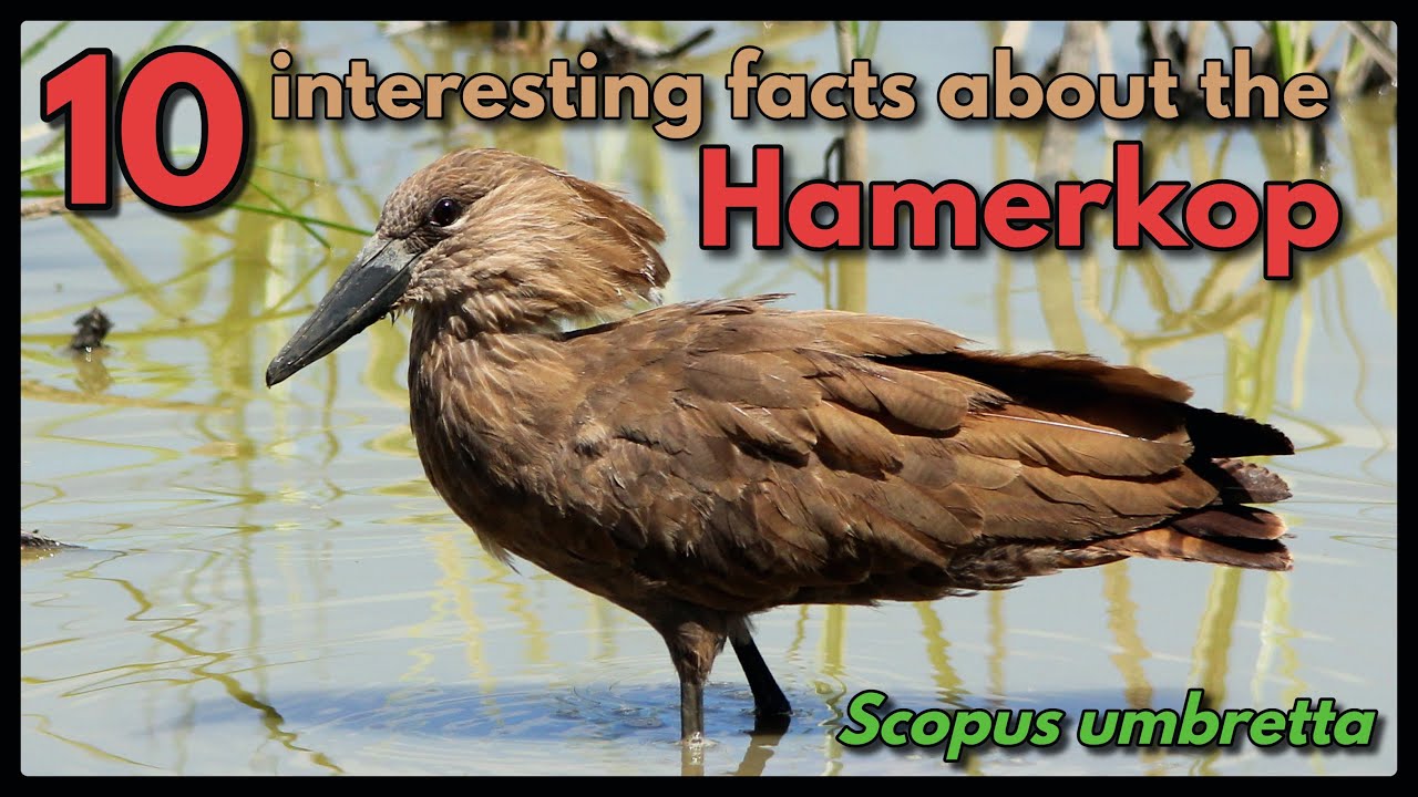 10 interesting facts about the HAMERKOP - YouTube
