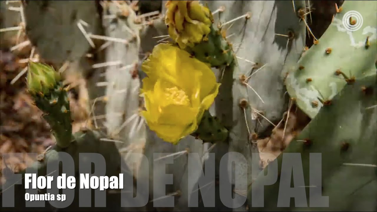 FLOR DEL NOPAL - YouTube