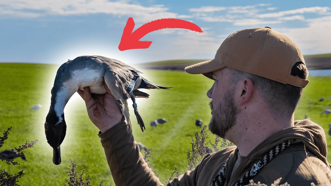 NORTH DAKOTA Duck Hunting | Banded Pintail - YouTube