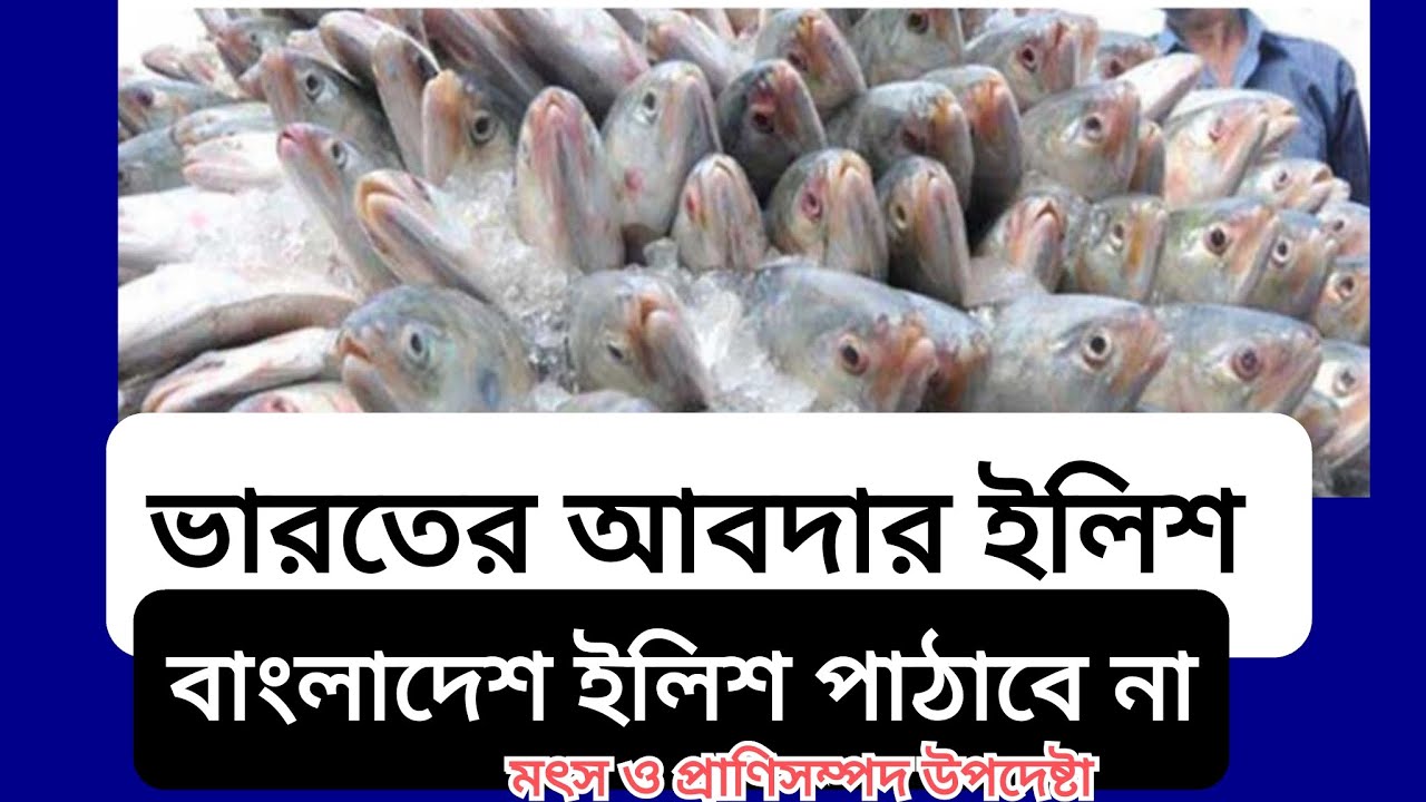 বাংলাদেশ ইলিশ পাঠাবে না ভারতে || Hilsa Fish BD || - YouTube