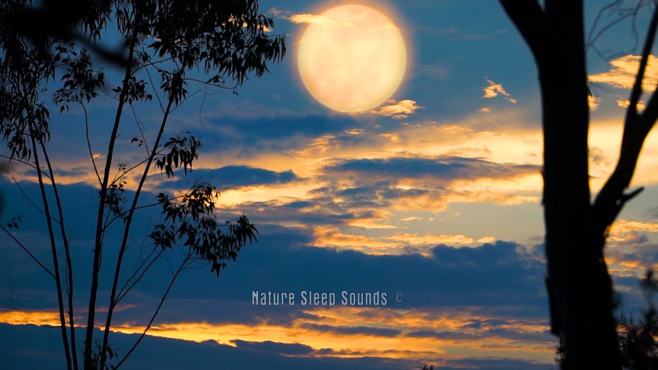 Cricket Conversations | Binaural Nighttime Ambience | 8 Hours | Nature ...