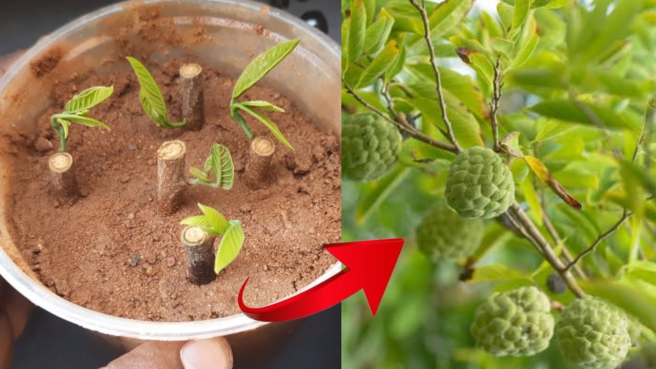 How to grow Custard Apple plant from stem _ sugar apple plant care ...