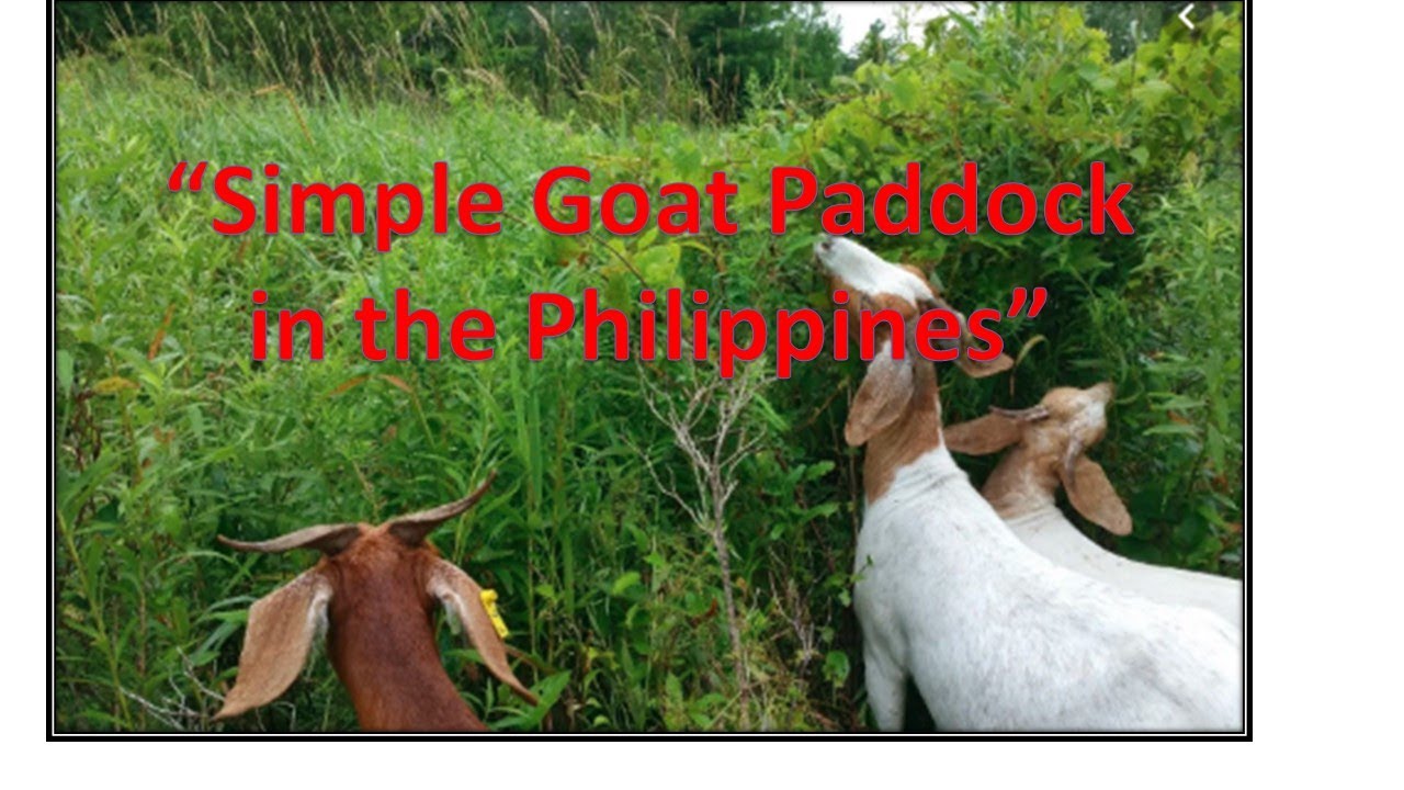 Goats Paddock in the Philippines - YouTube