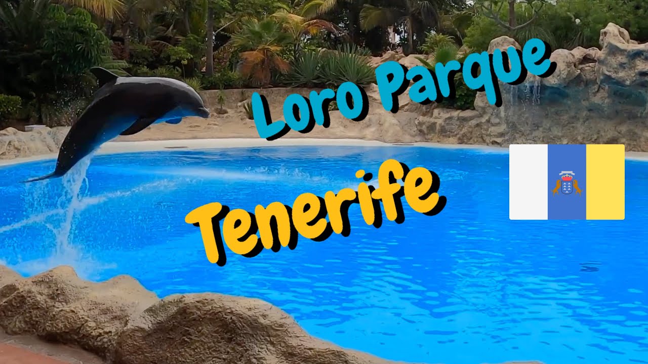 Dolphin Show | Loro Parque | Tenerife | Walking Mango 4K Tour - YouTube