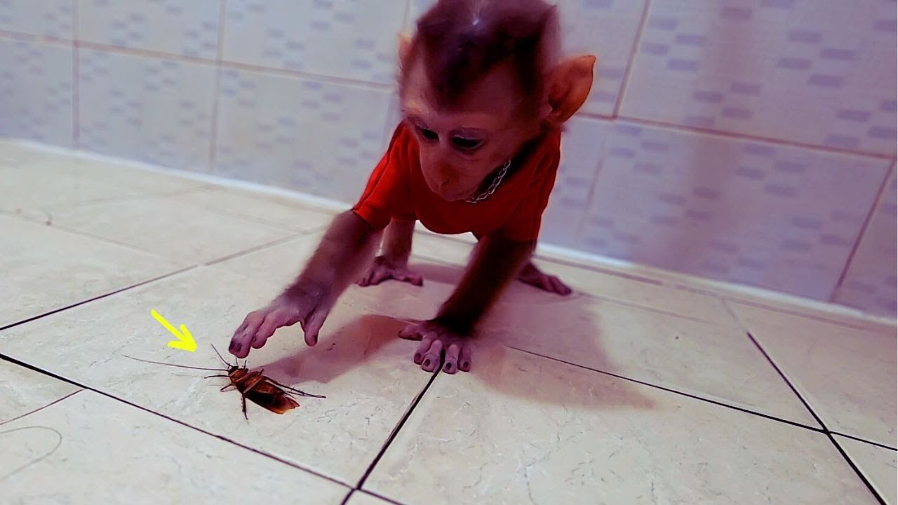 Too Cute! Baby Monkey Milo's Hilarious First Encounter with a Cockroach ...