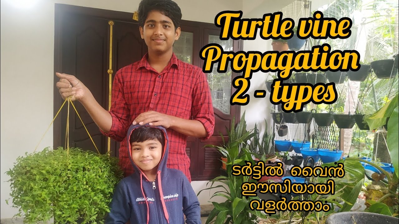 Turtles vine propagation | simple steps propagation turtle vine - YouTube