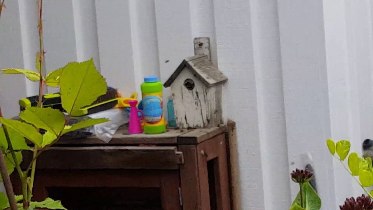 Geitungabú í fuglahúsi trylltir geitungar - YouTube