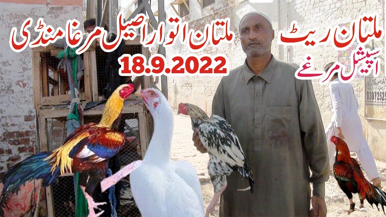 Multan birds Market || 18.9.2022 || birds pets parrots finche java # ...