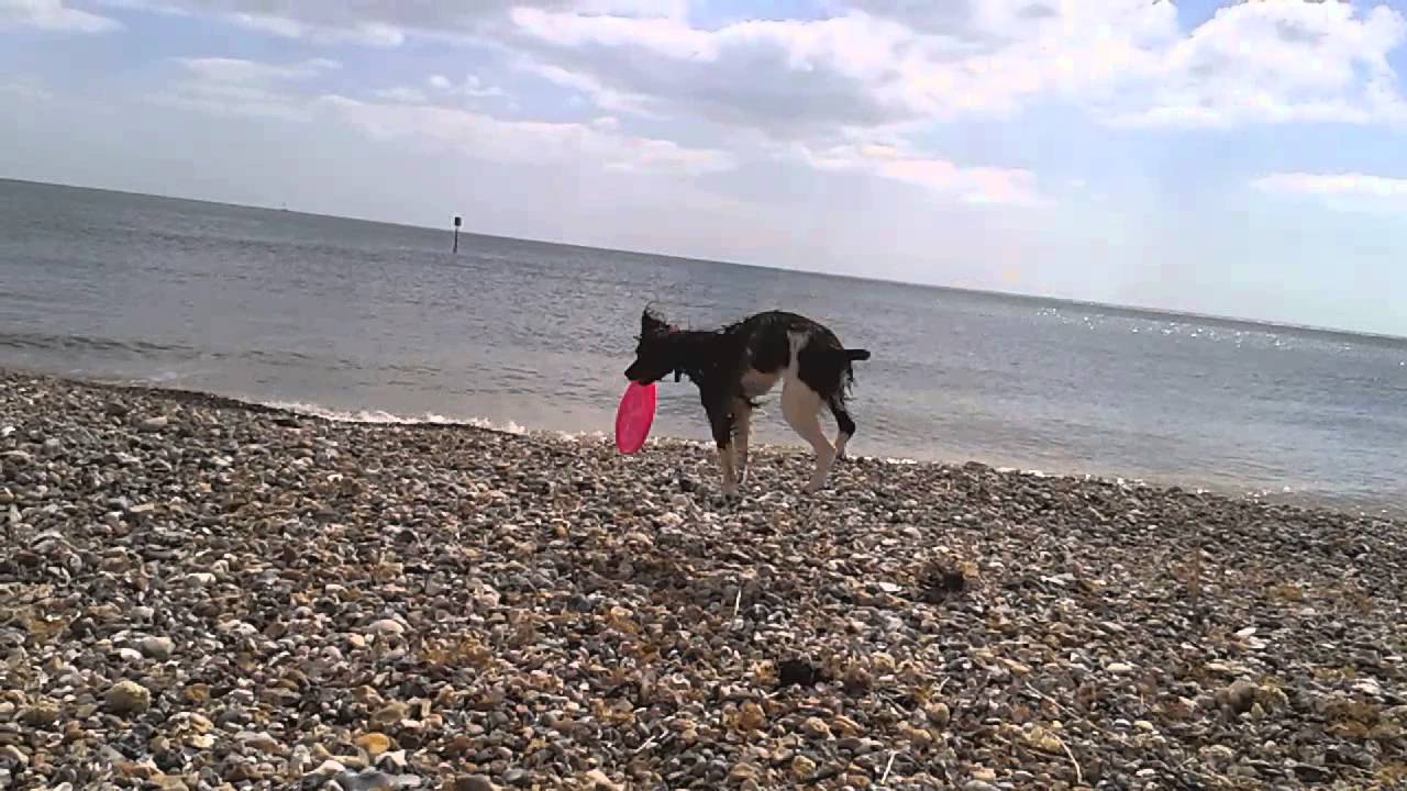 Archie on the beach - YouTube