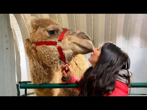 Kamel Sieht Zum Ersten Mal Schnee – und Tanzt Vor Freude